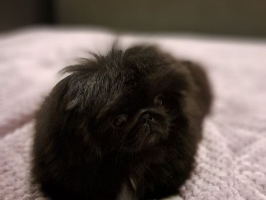 Щенки пекинеса