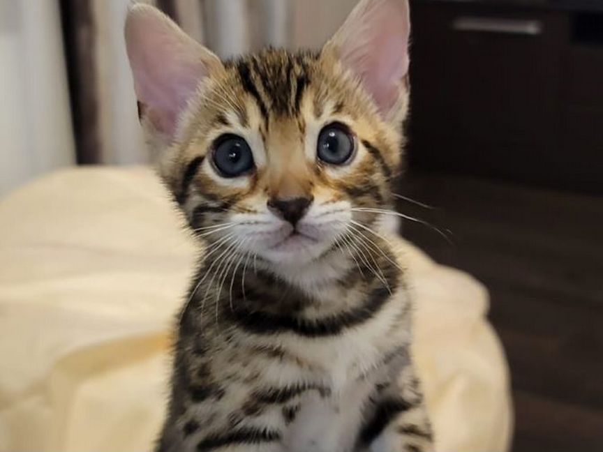 Продам бенгальских котят