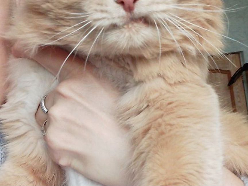 Коты в добрые руки