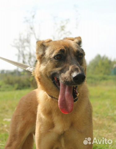 Чудесная собака ждет хозяев