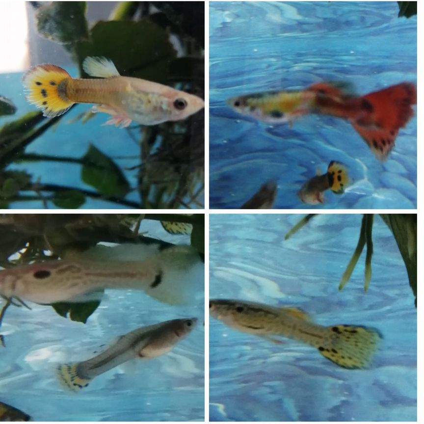 Аквариумные рыбки Гуппи