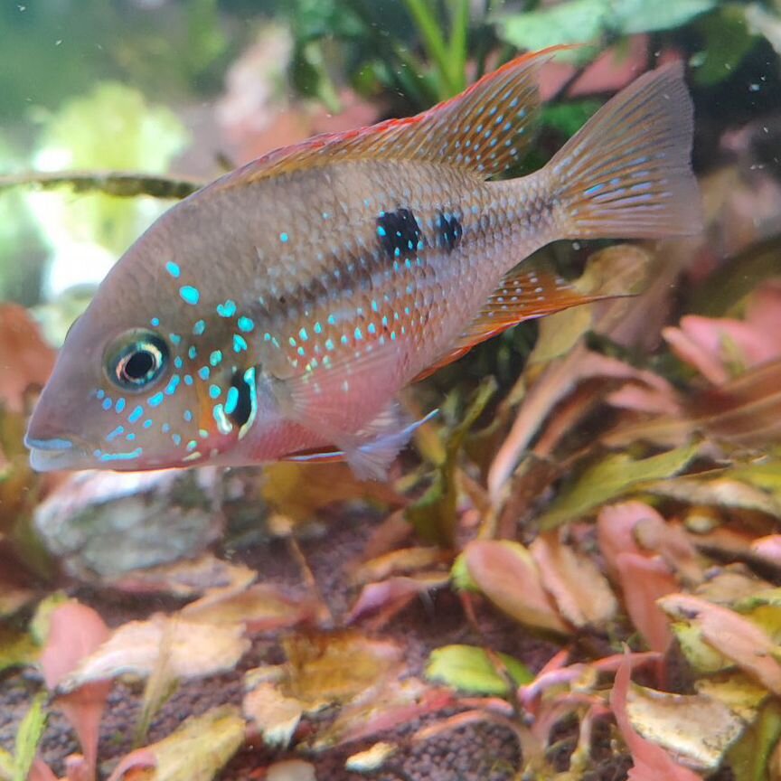 Цихлозома Элиота