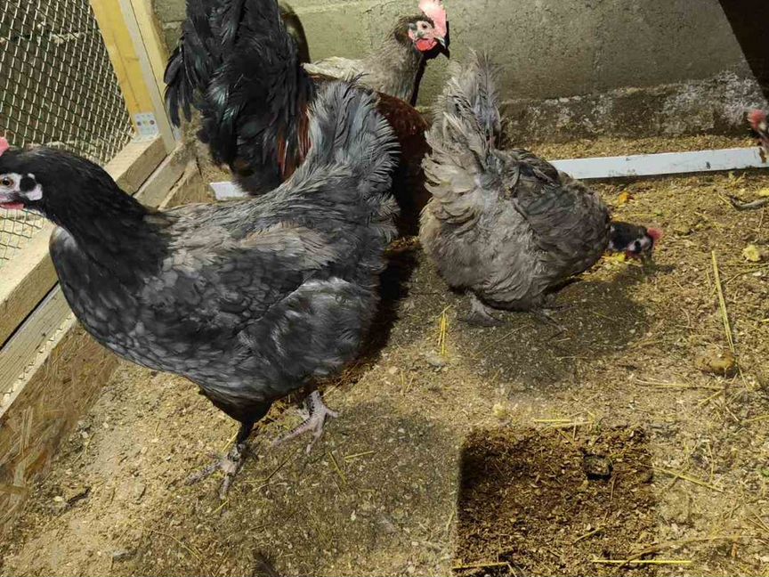 Куры породы маран