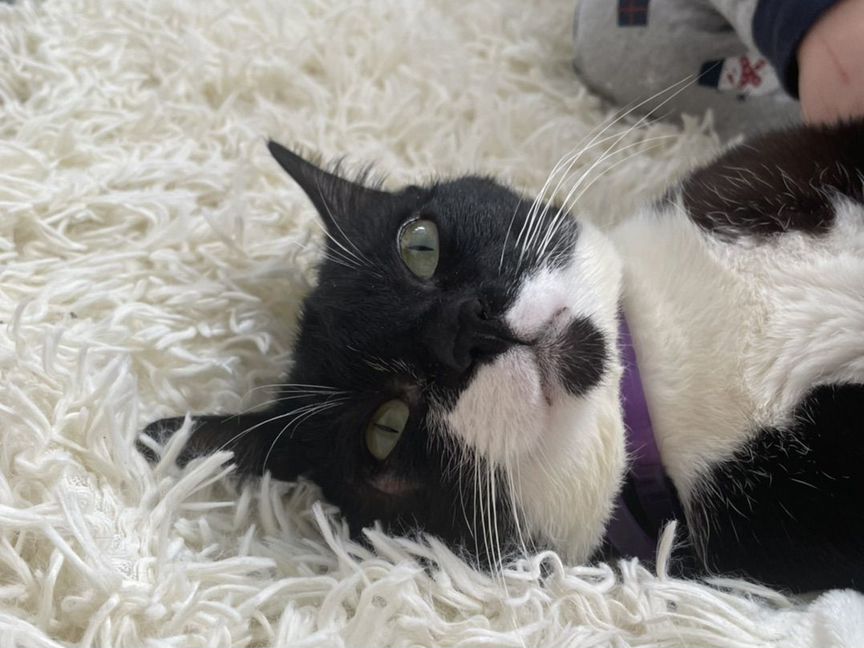 Полковник Сандерс