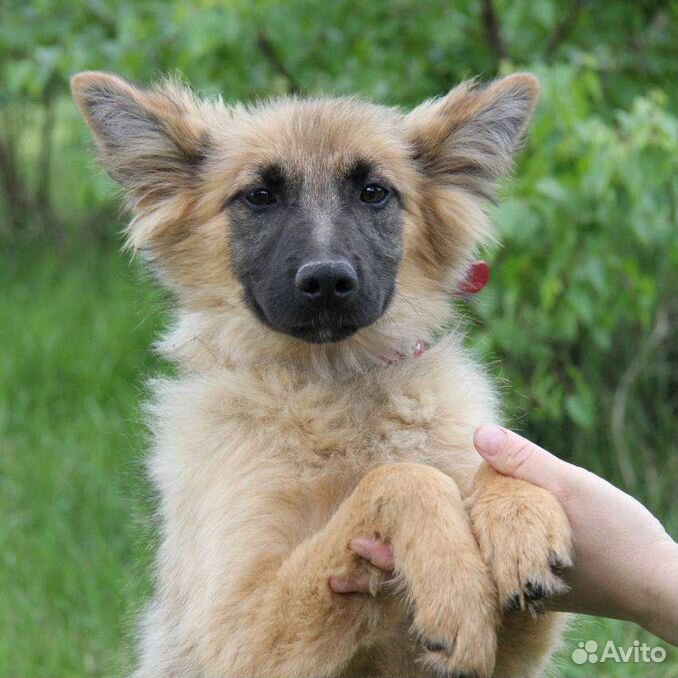 Щенок, Манго ищет дом