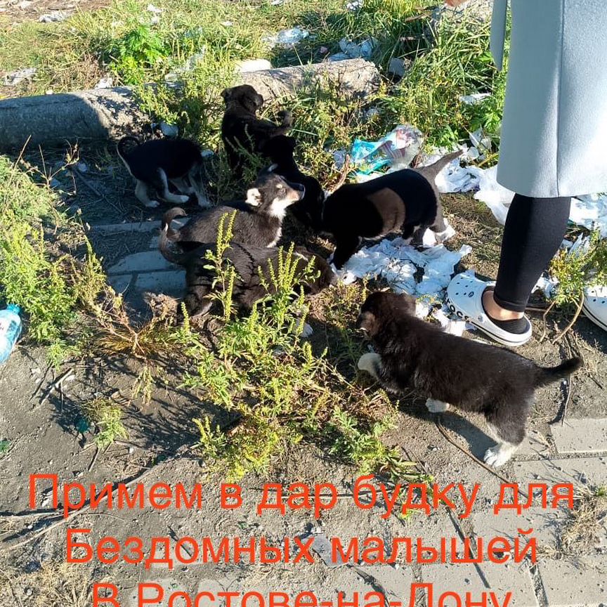 Щенки