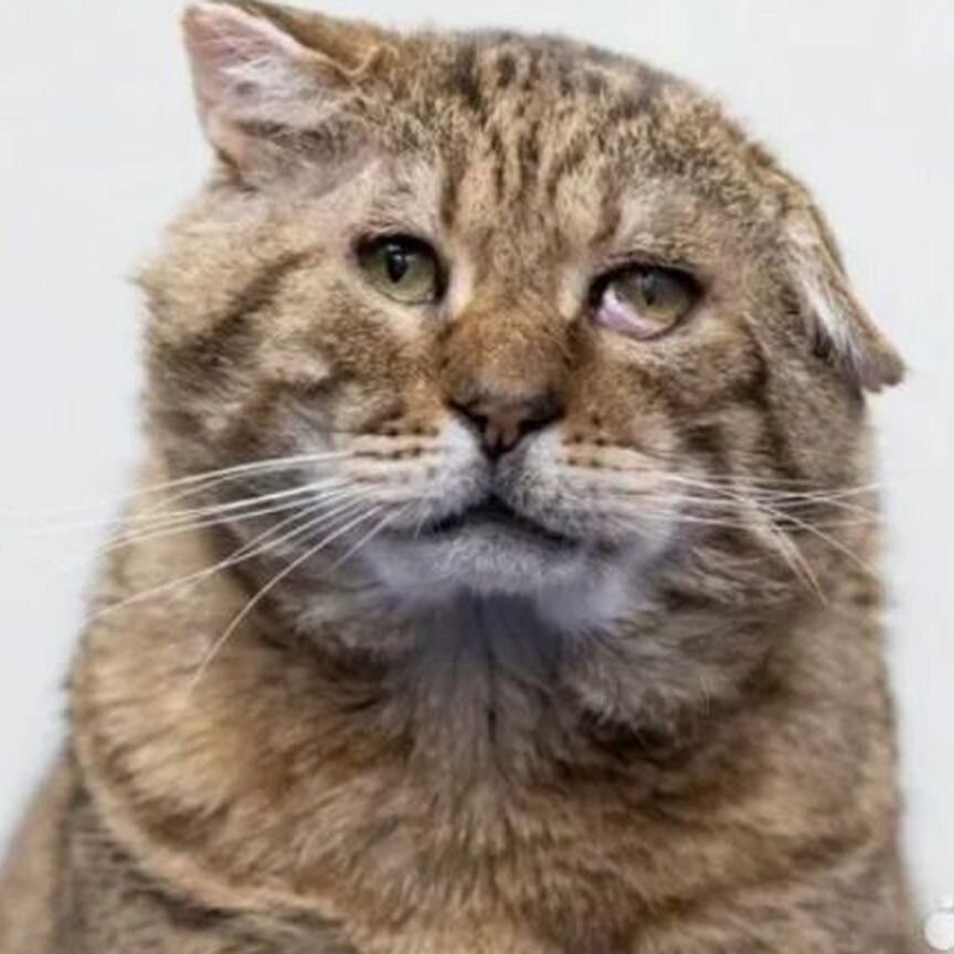 Взрослый кот в добрые руки