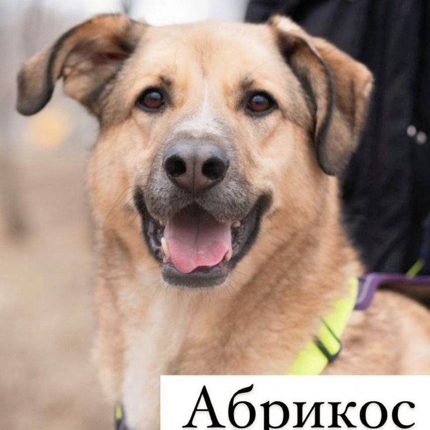 Абрикос - ласковый и активный пёс
