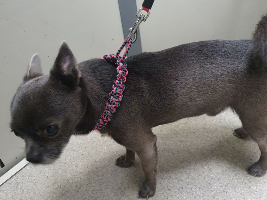 Ищет дом Маленький