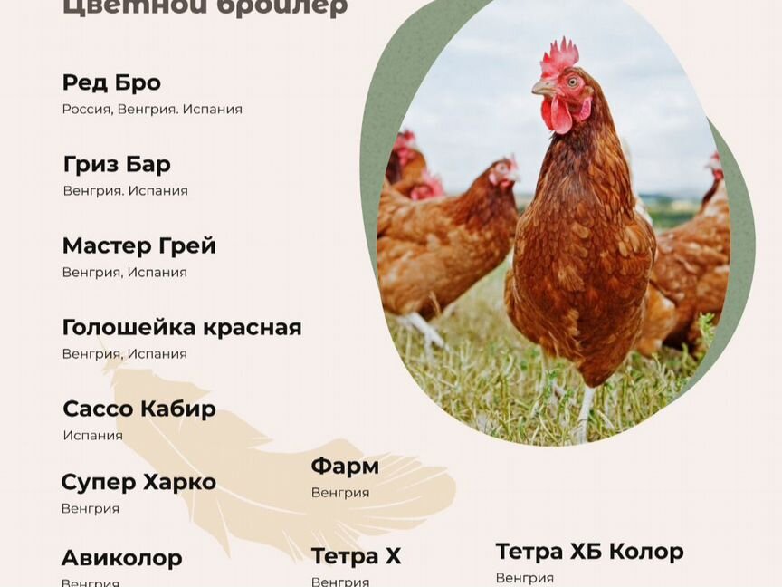 Инкубационное яйцо цветного бройлера импорт