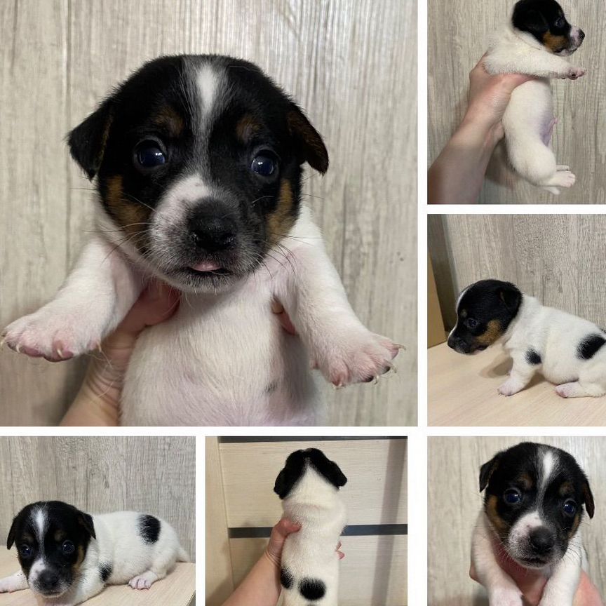 Джек-рассел-терьер, щенок