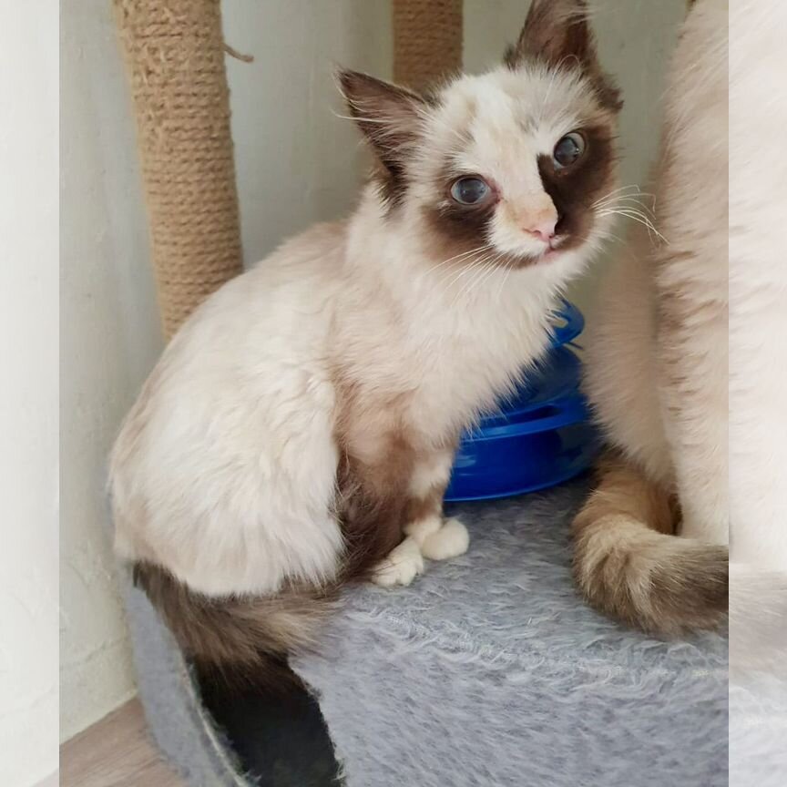 Сиамская кошечка 3 мес