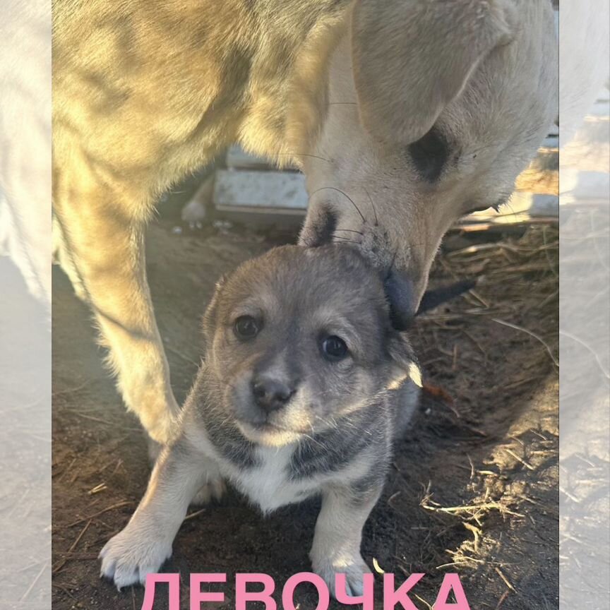 3 щенка девочки и их мама ищут добрые руки