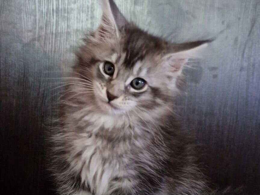 Котята бронь