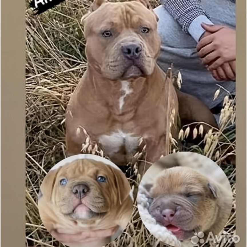 Американский булли, щенок