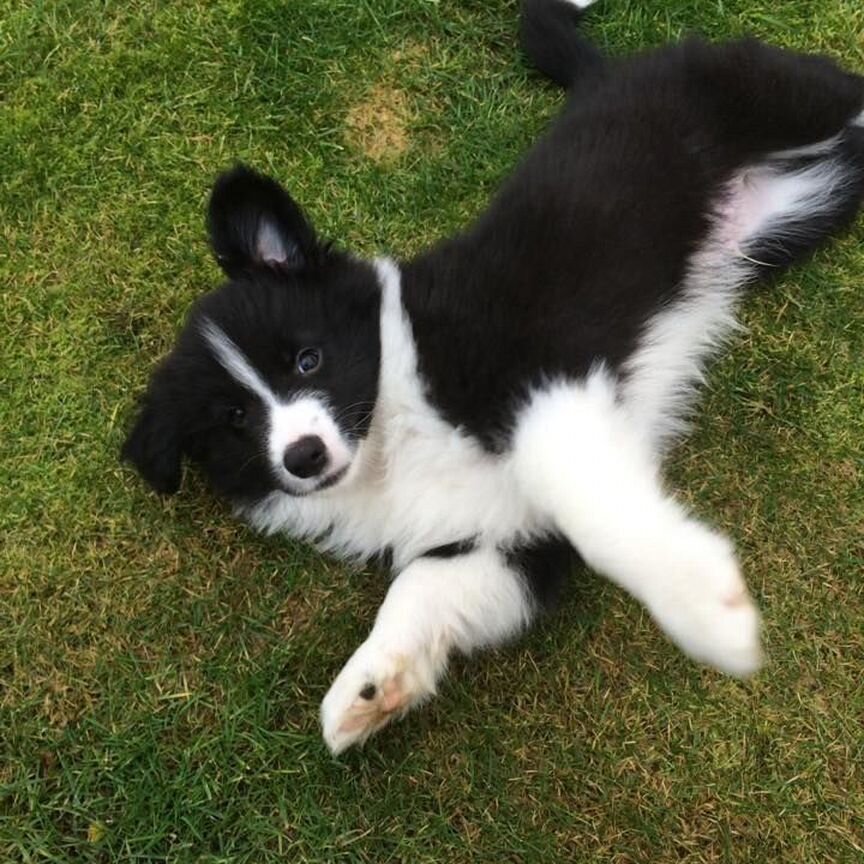 Отдаю Бордер Коли