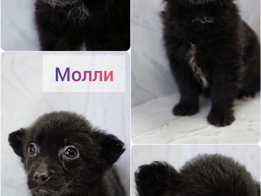 Щеночек девочка