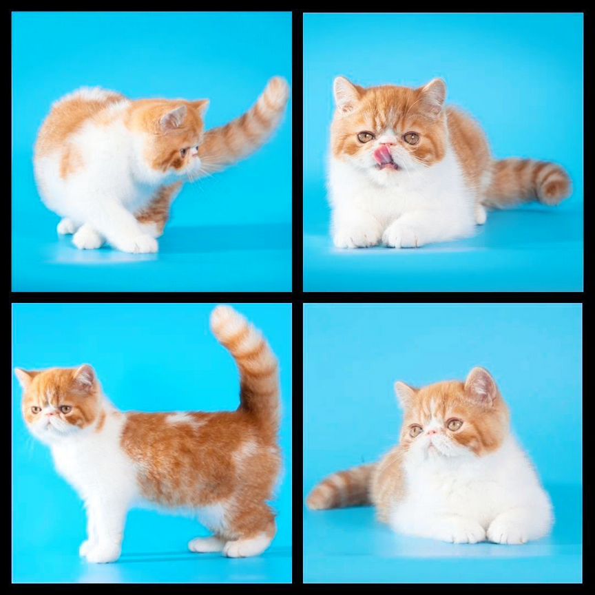 Котята