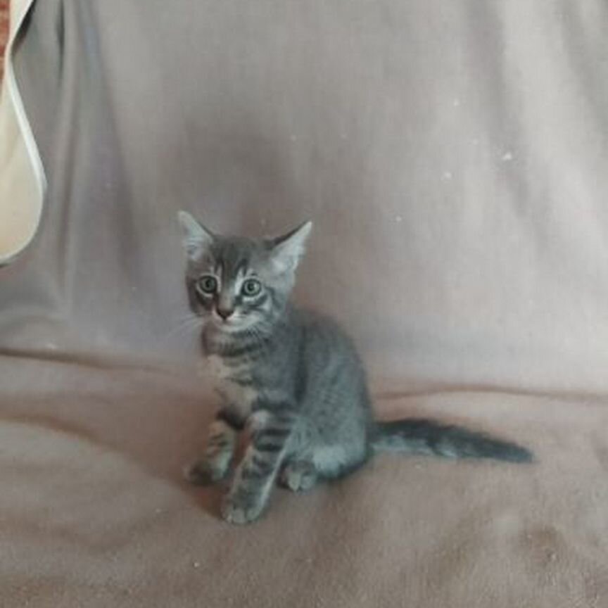 Котенок мальчик 2 месяца