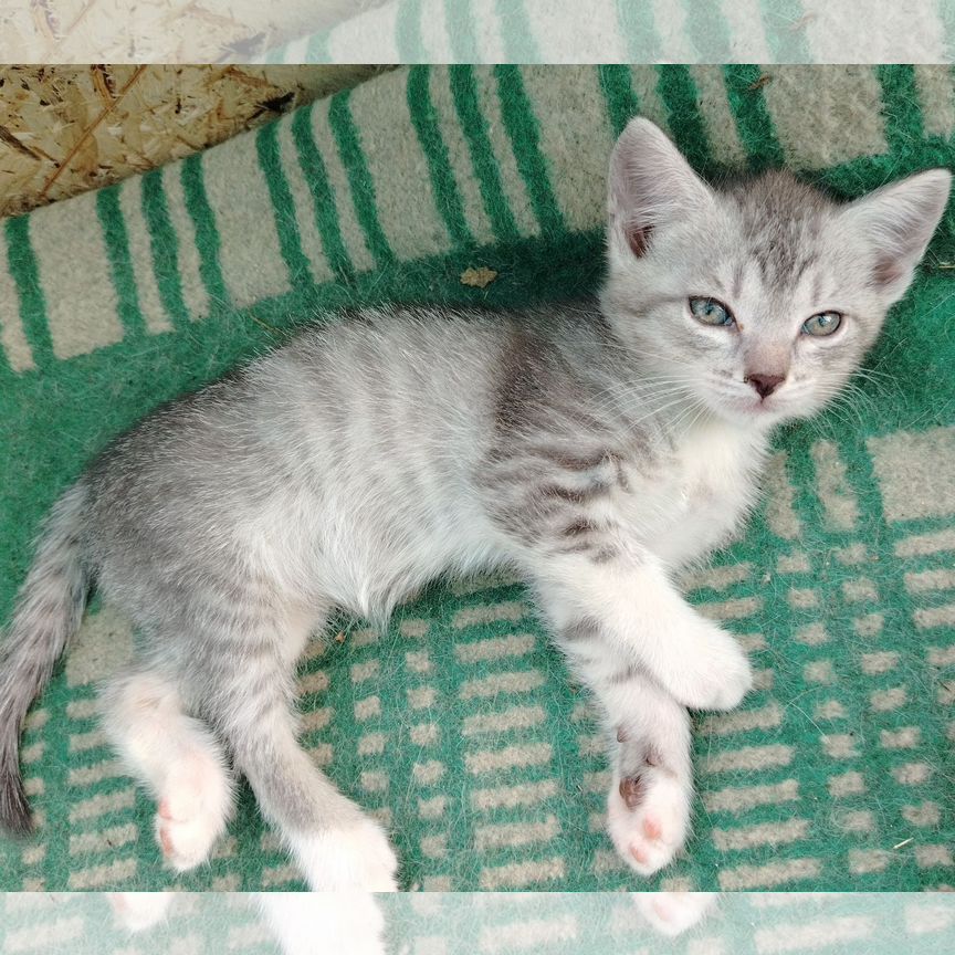 Котёнок в добрые руки