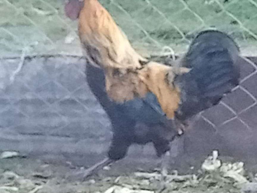 Петух ухейилюй