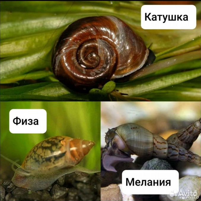 Улитки Катушки, Мелании, Физы