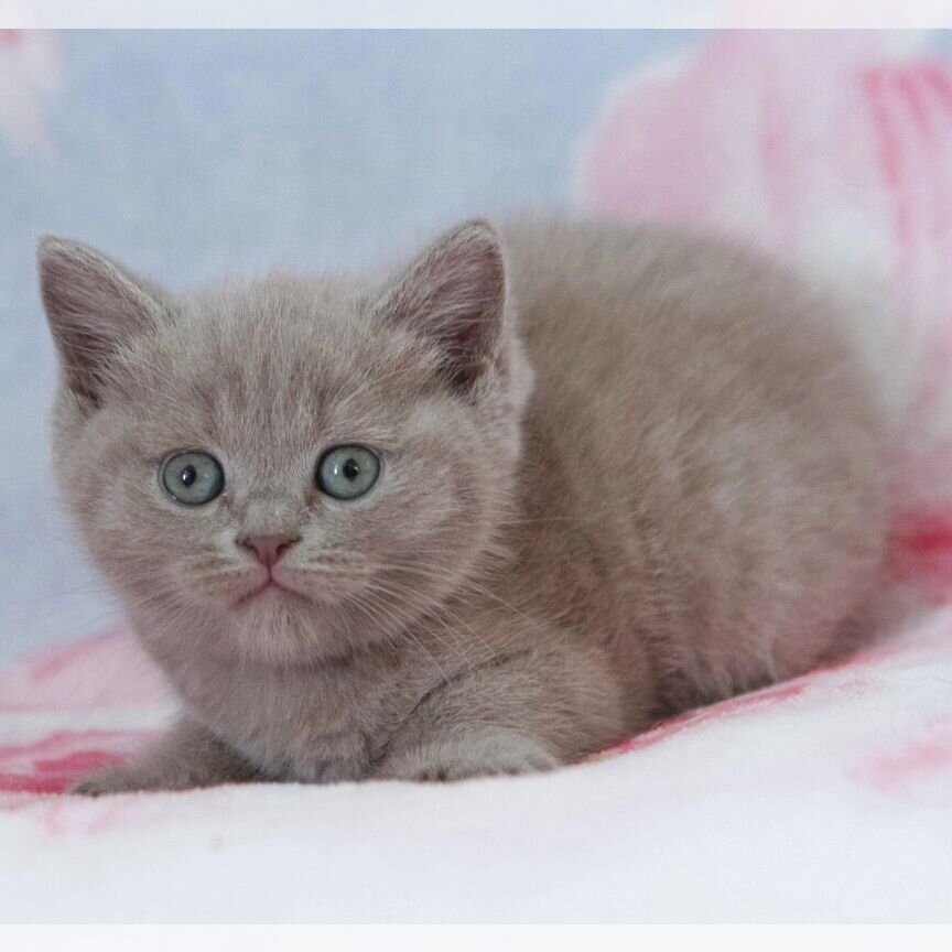 Шотландский прямоухий короткошёрстный котёнок