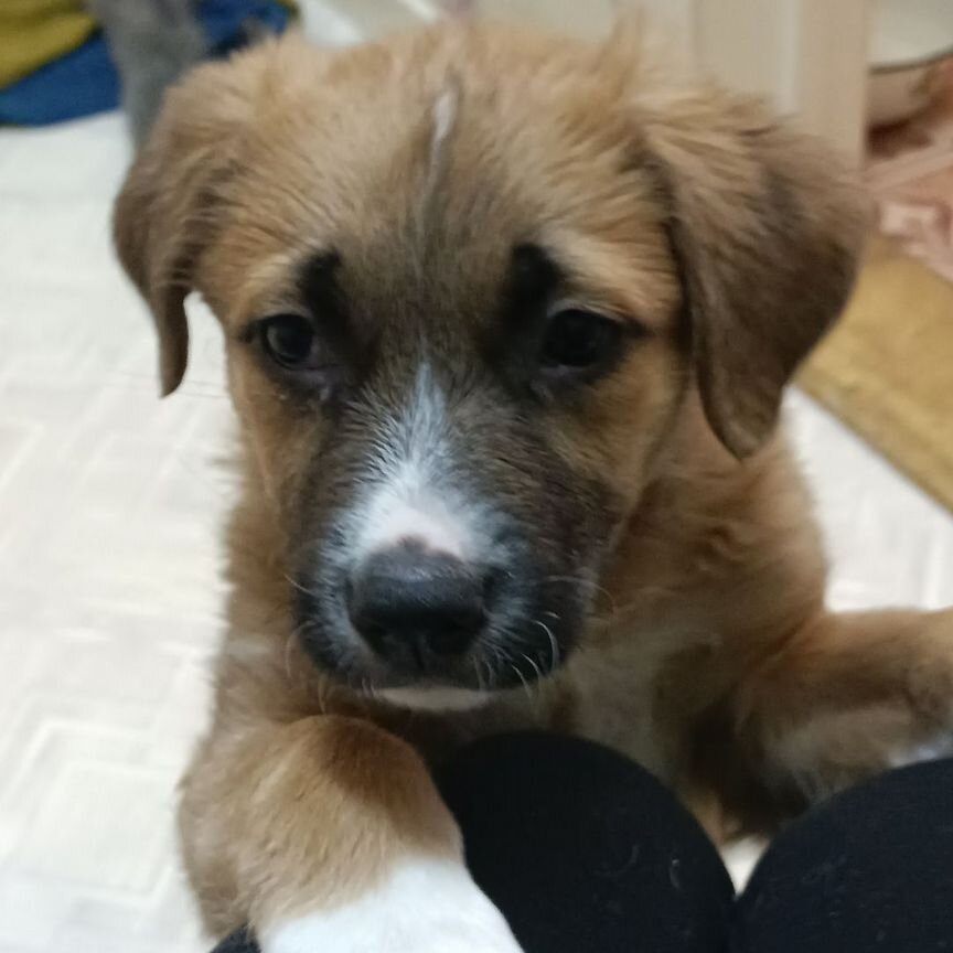 Ищем дом щенкам