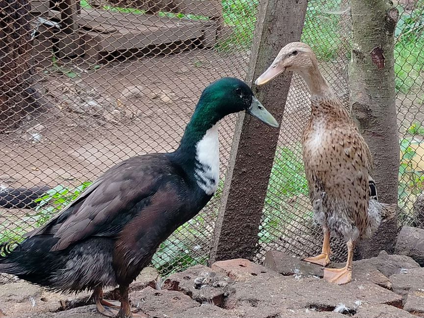 Утки Индийский бегунок селезни