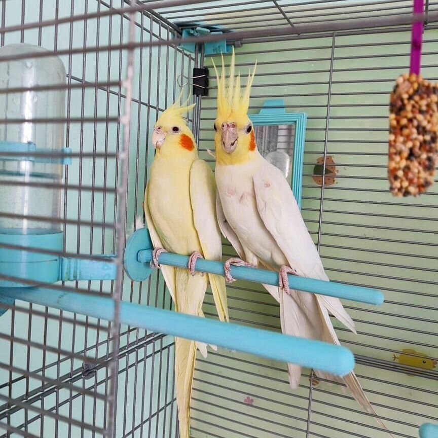 Продам пару попугаев