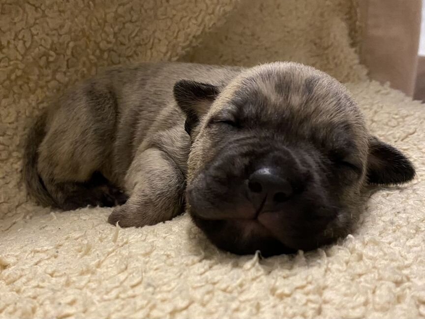 Щенки американского питбуля