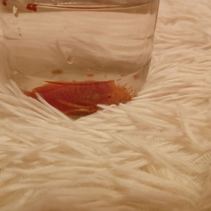 Аквариумный сомик