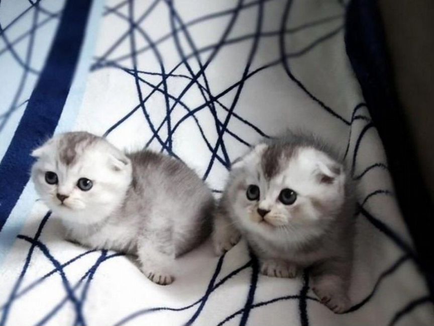 Шикарные вислоушки