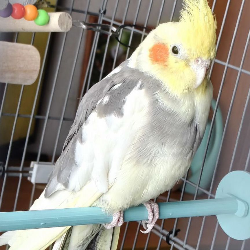 Попугай корелла