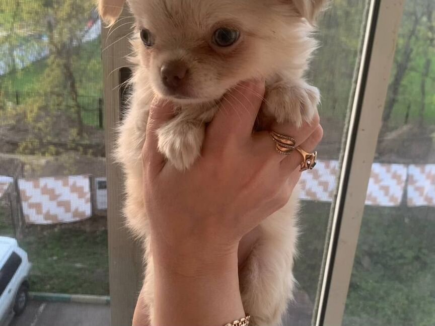 Щенок чихуахуа длинношерстный