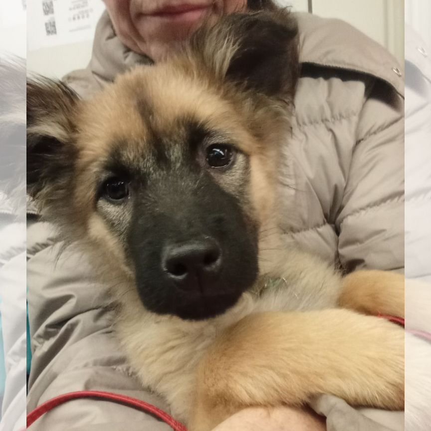 Щенок в добрые руки