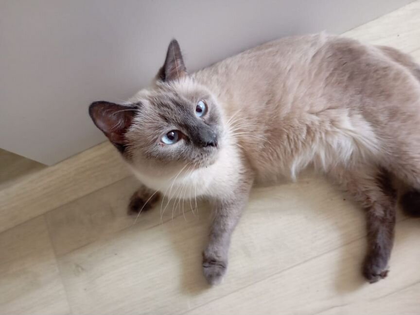 Тайская кошечка