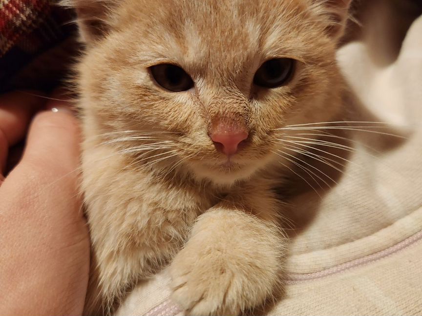Кошка