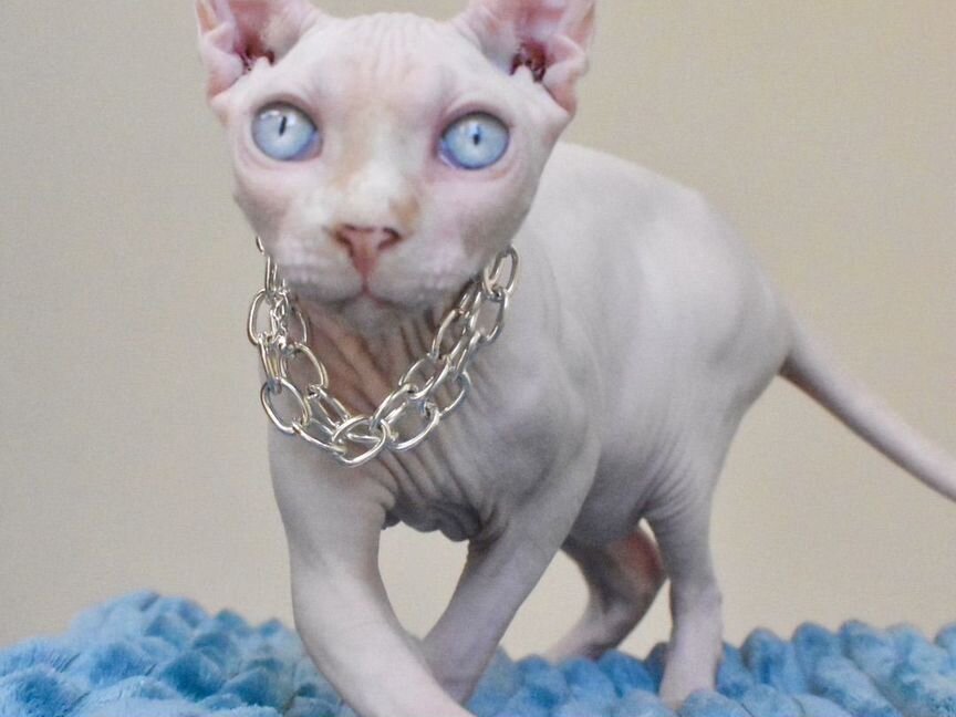 Котенок сфинкс эльф