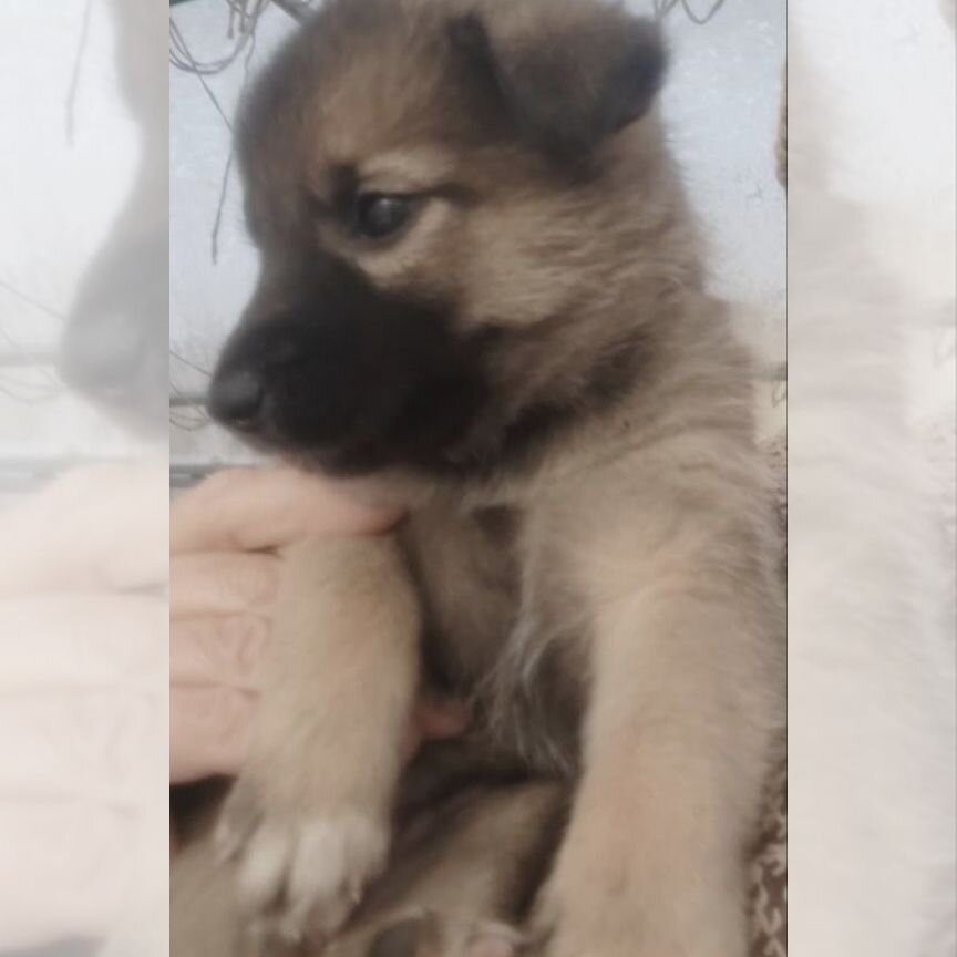 Щенок в добрые руки