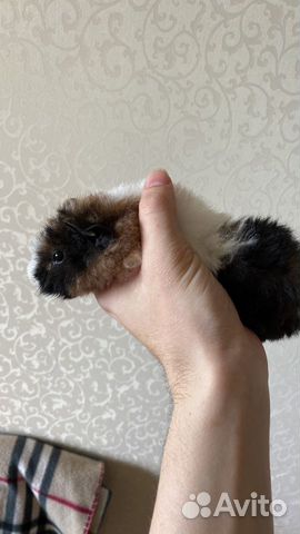 Морская свинка альпака
