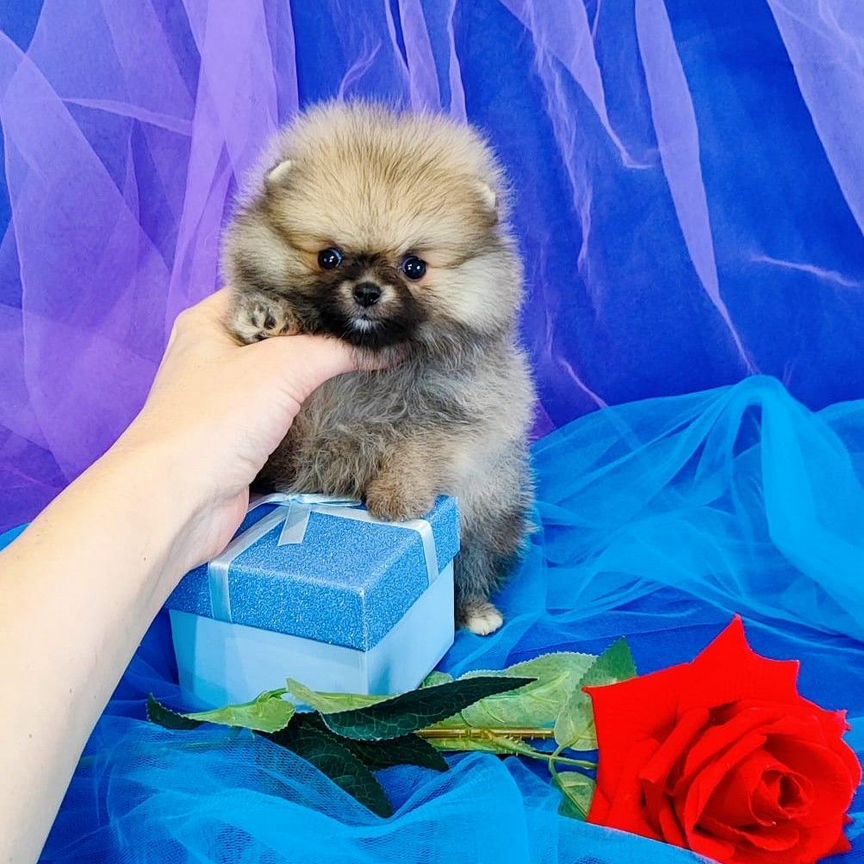 Щенки шпиц мальчики и девочки