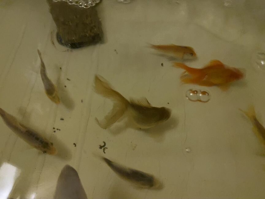 Золотые рыбки