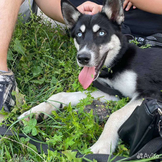 Хаски смешка с дворняжкой