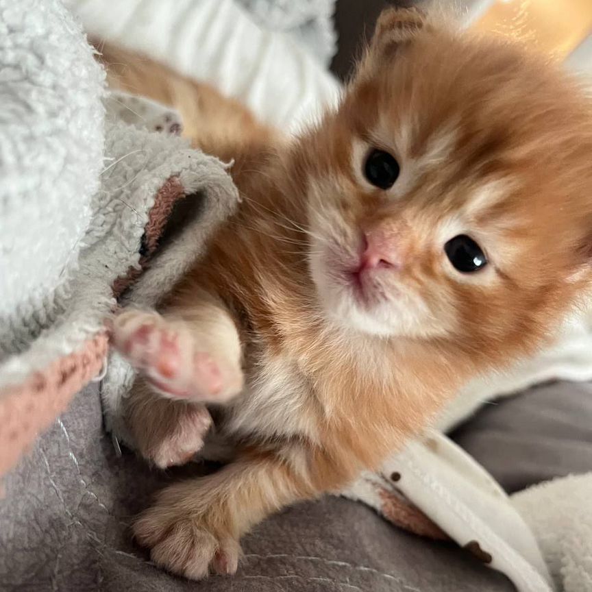 Мейн-кун котёнок