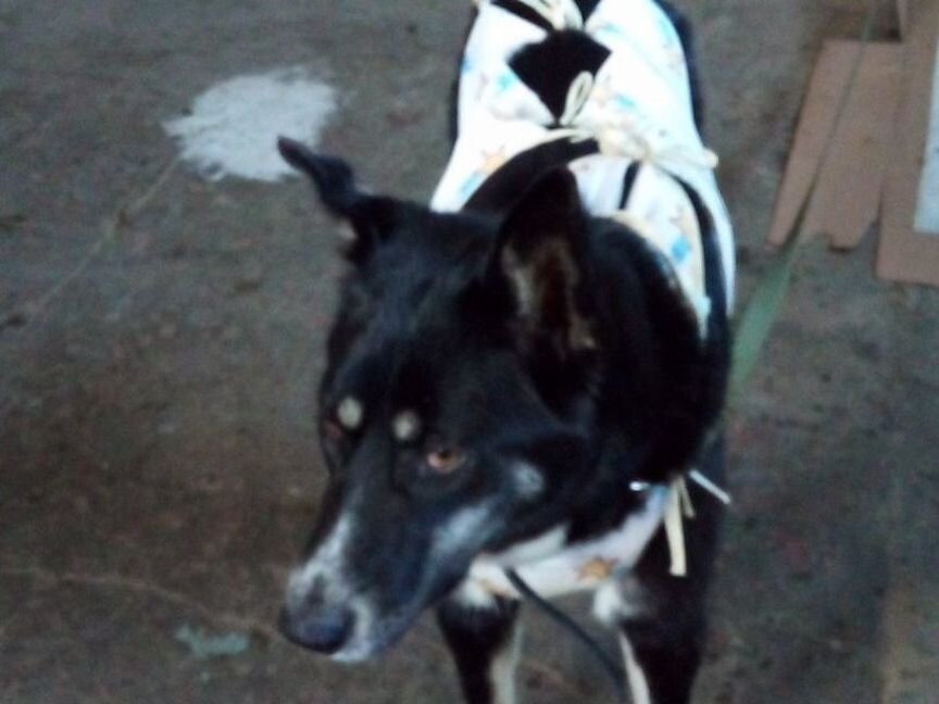 Щенок 1 год