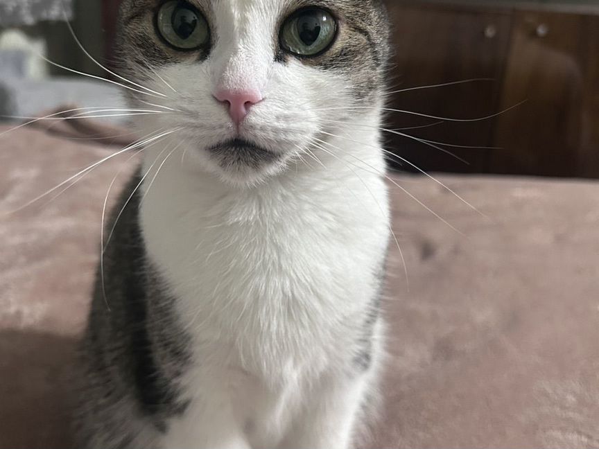 Домашние кошки