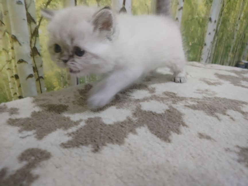 Кошки породистые