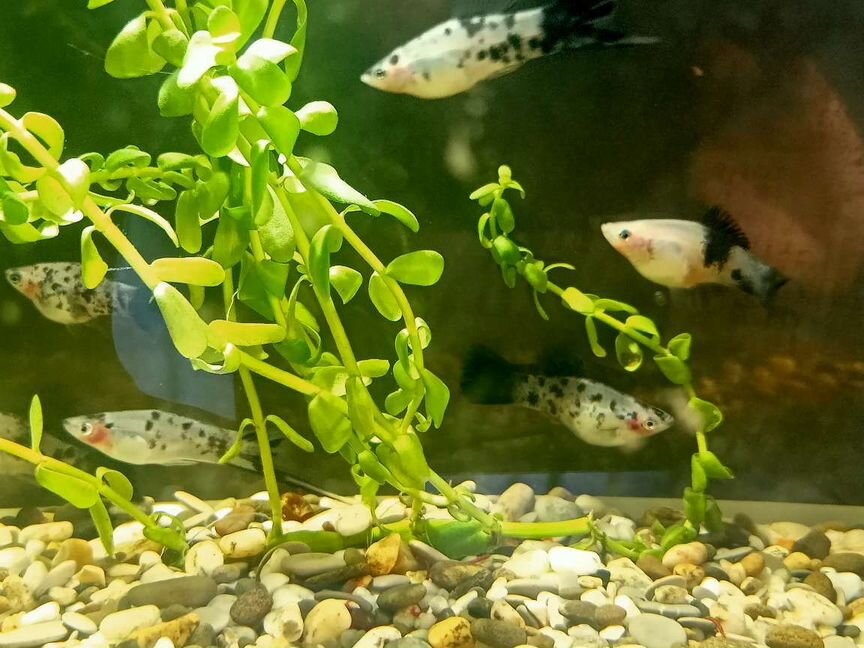 Аквариумистика