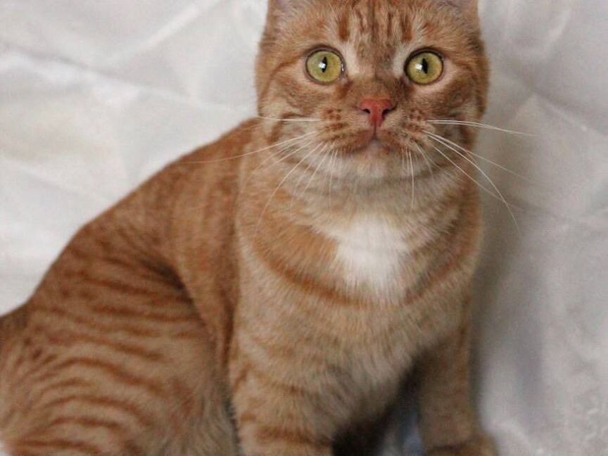 Кошка Дафна в добрые руки